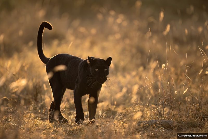 The Urban Trails Announces Rare Black Leopard Sighting